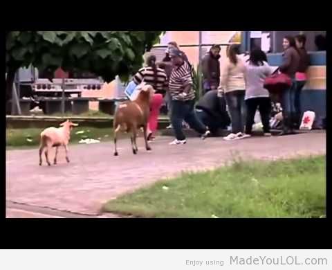 Devvo Goat - Made You LOL!